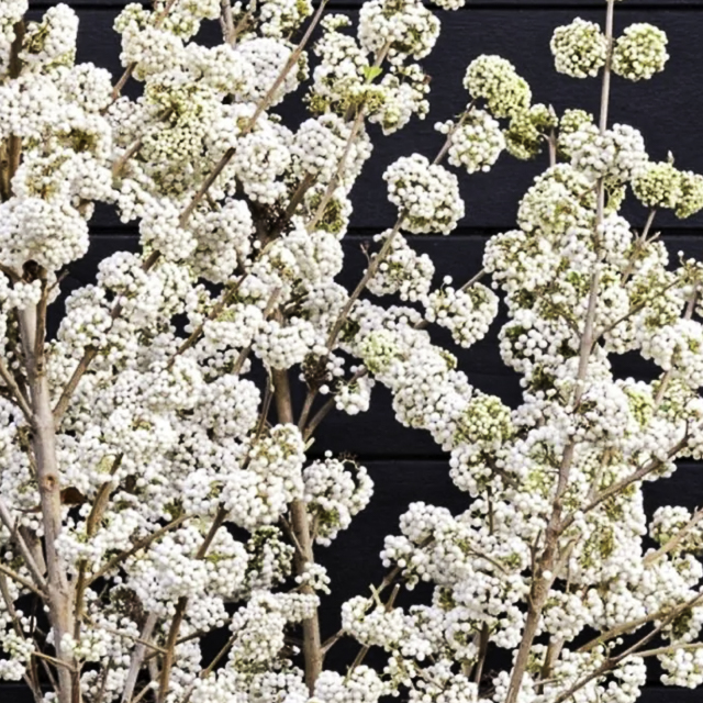 Callicarpa - Doorn Plants