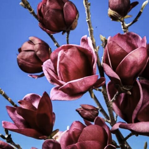 Magnolia - Doorn Plants